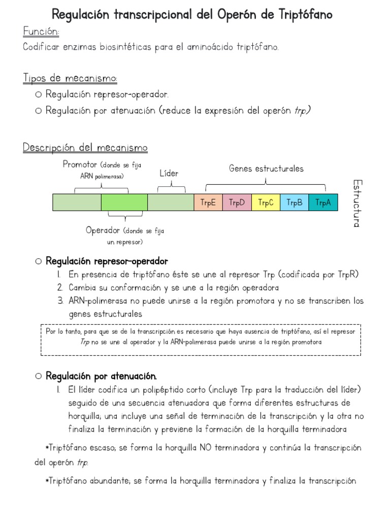 Regulación Transcripcional Del Operón de Triptófano | PDF