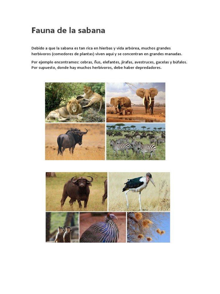 Flora y Fauna de La Sabana | PDF