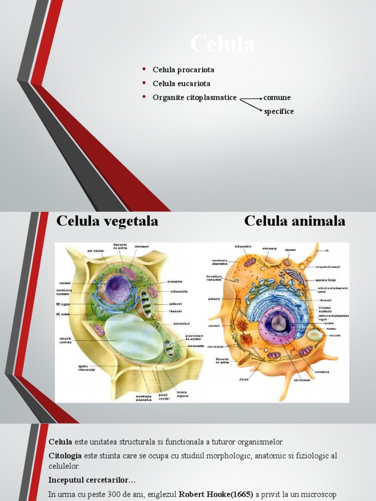 Celula Eucariota Si Procariota | PDF