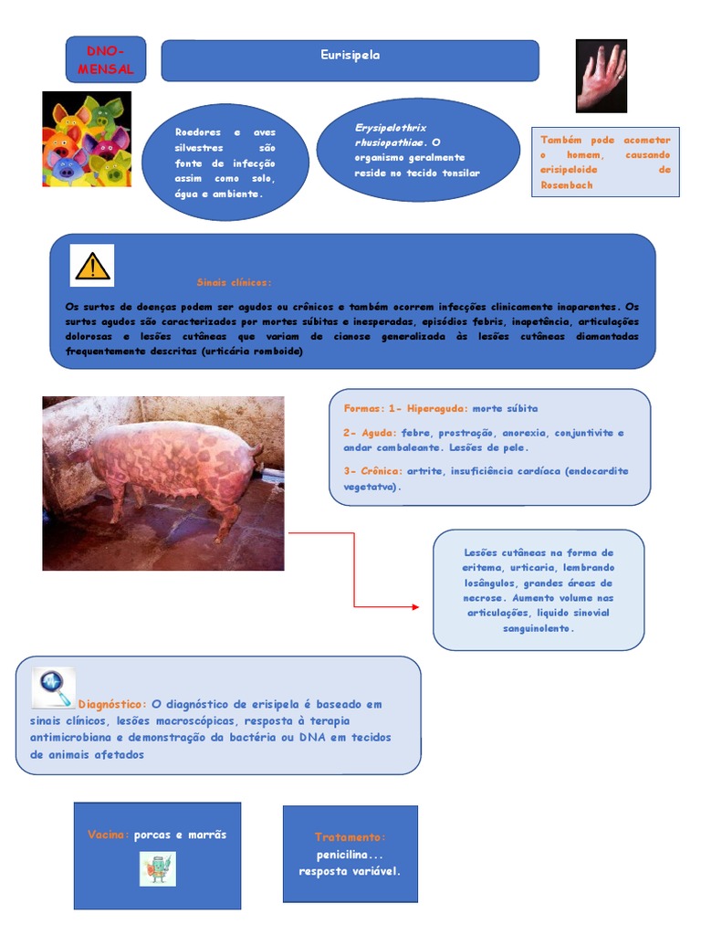 erisipela suina | PDF | Infecção | Imunologia
