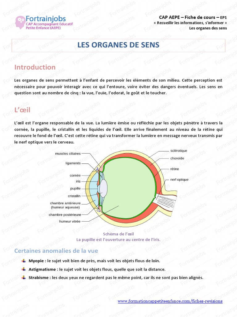 Anatomie des organes de sens | PDF | Sens (physiologie) | Oreille