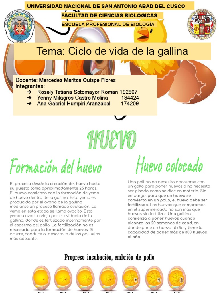 Ciclo de Vida de La Gallina | PDF