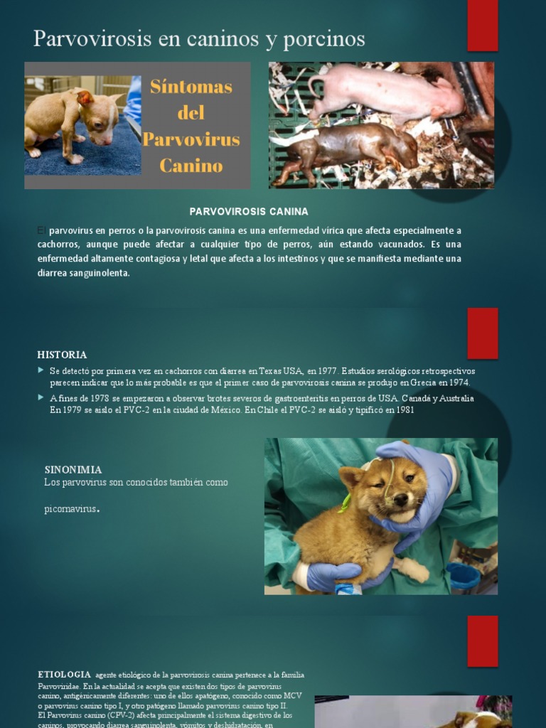 Un análisis completo de la parvovirosis canina y porcina | PDF ...