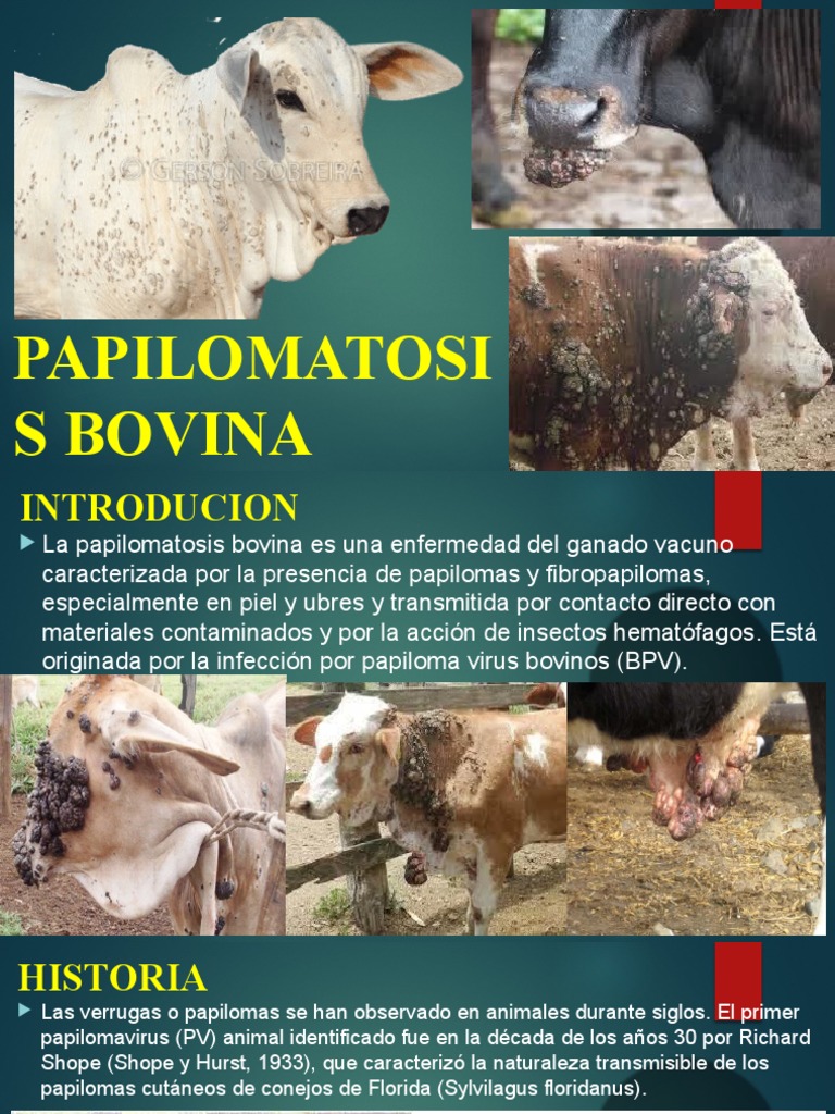 Papilomatosis Bovina Causas Y Tratamiento Pdf Virus Vacas