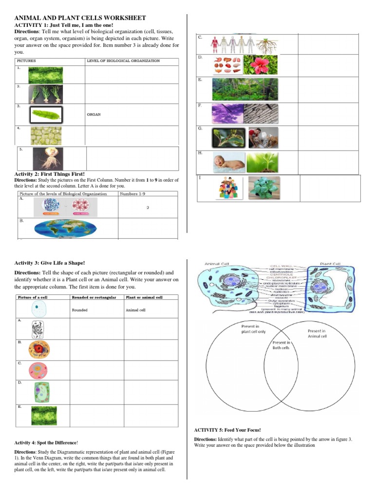 ANIMAL AND PLANT CELSS WORKSHEET | PDF | Cell (Biology) | Cell Biology