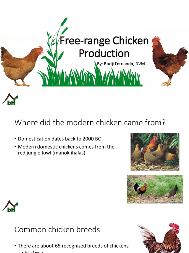 5 Free Range Chicken | PDF | Chicken | Poultry
