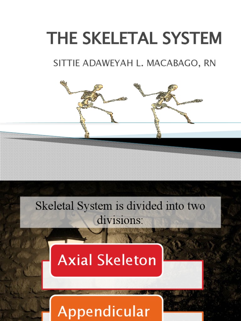Overview of the Skeletal System | PDF | Pelvis | Skull