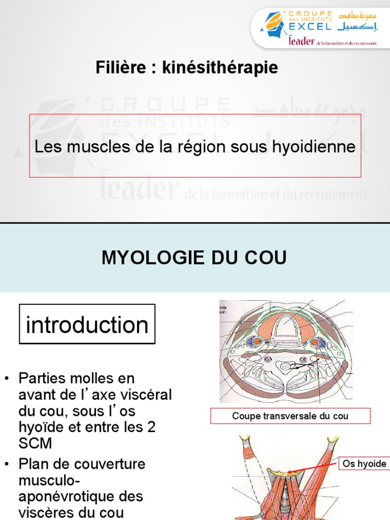 Anatomie des muscles sous hyoïdiens | PDF | Cou | Système squelettique