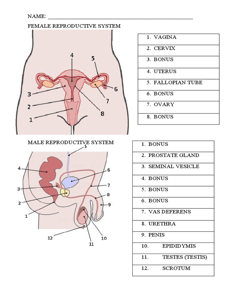 Reproductive System | PDF