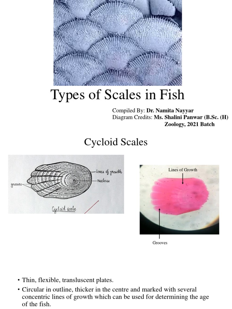 4.1 Types of Scales in Fish | PDF