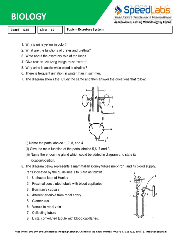 Excretion Important-Qs Important-Questions | PDF