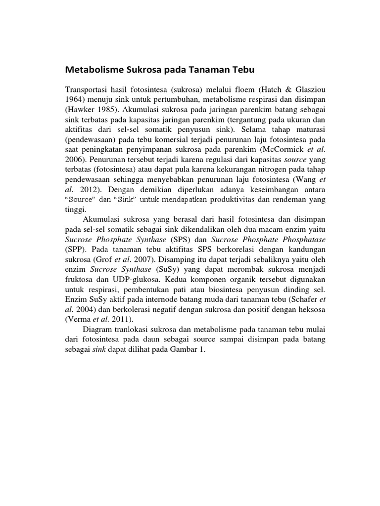 Metabolisme Sukrosa Tebu | PDF