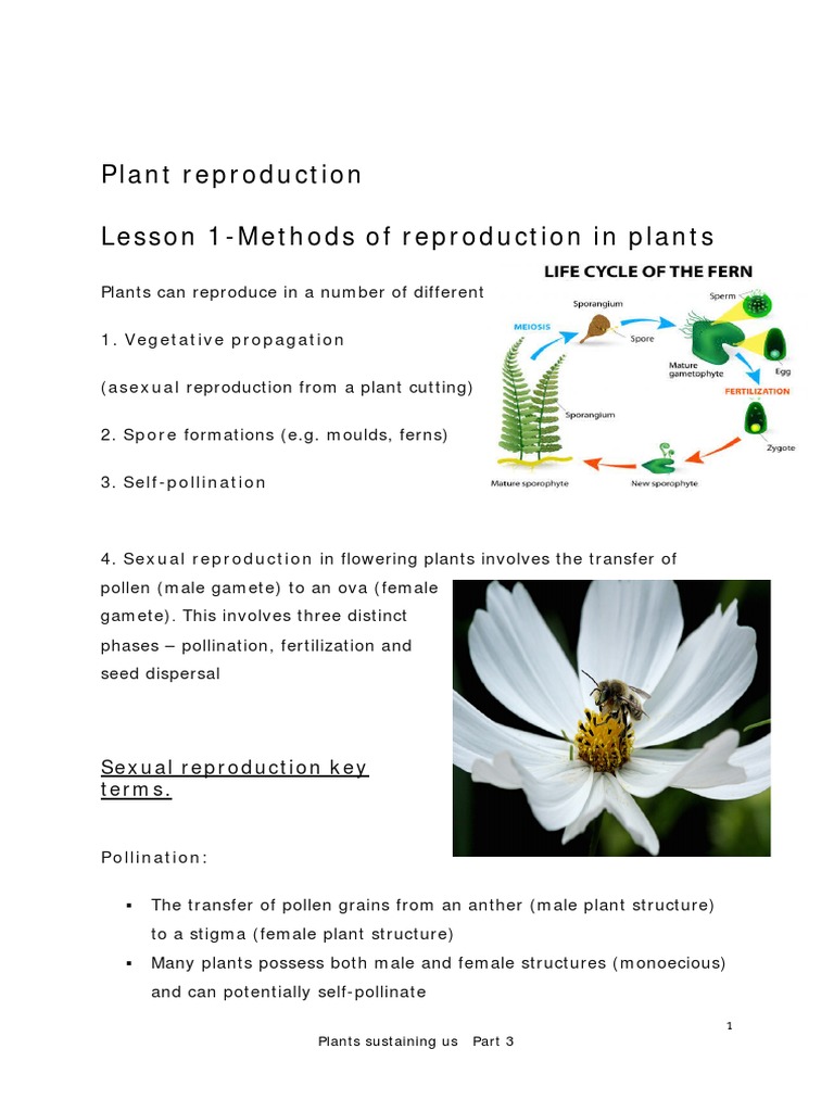Plant Reproduction for Students | PDF | Plant Reproduction | Flowers