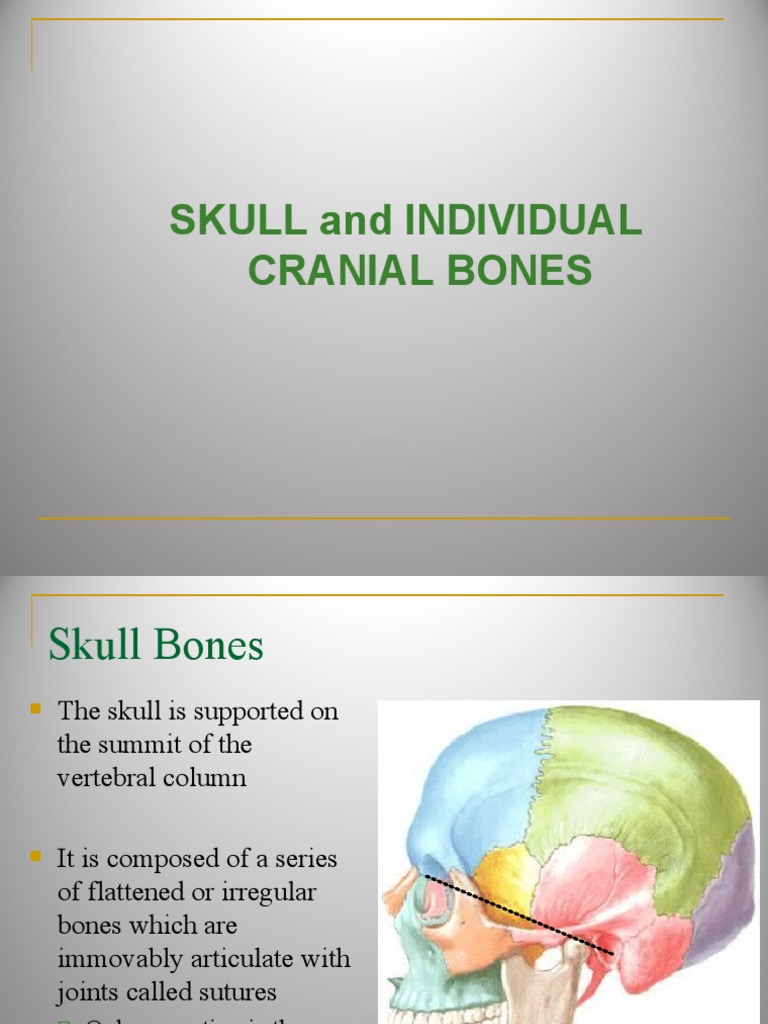 Skull Bones And Structures Guide Pdf Skull Human Nose