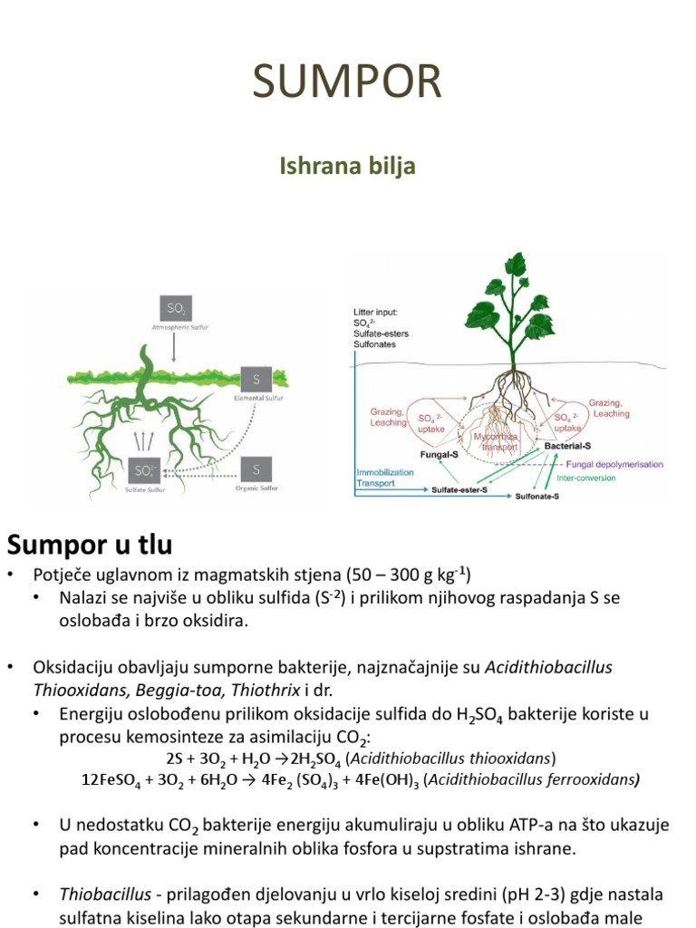 Predavanje 8 Sumpor I Kalij | PDF