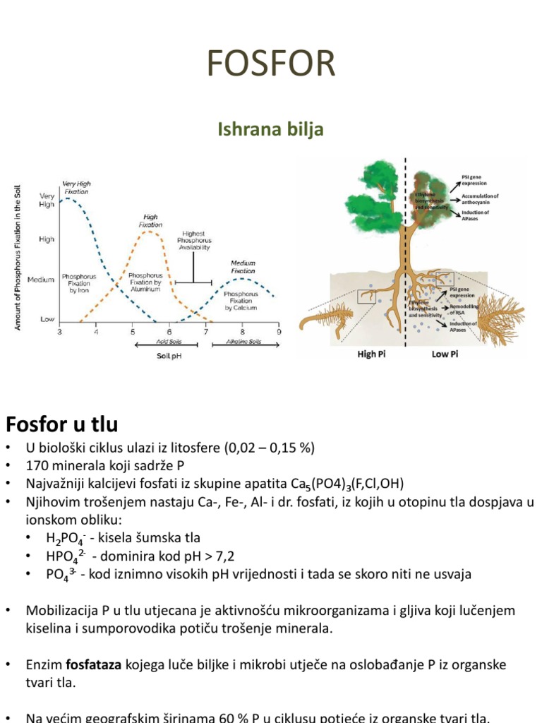 Predavanje 7 Fosfor | PDF