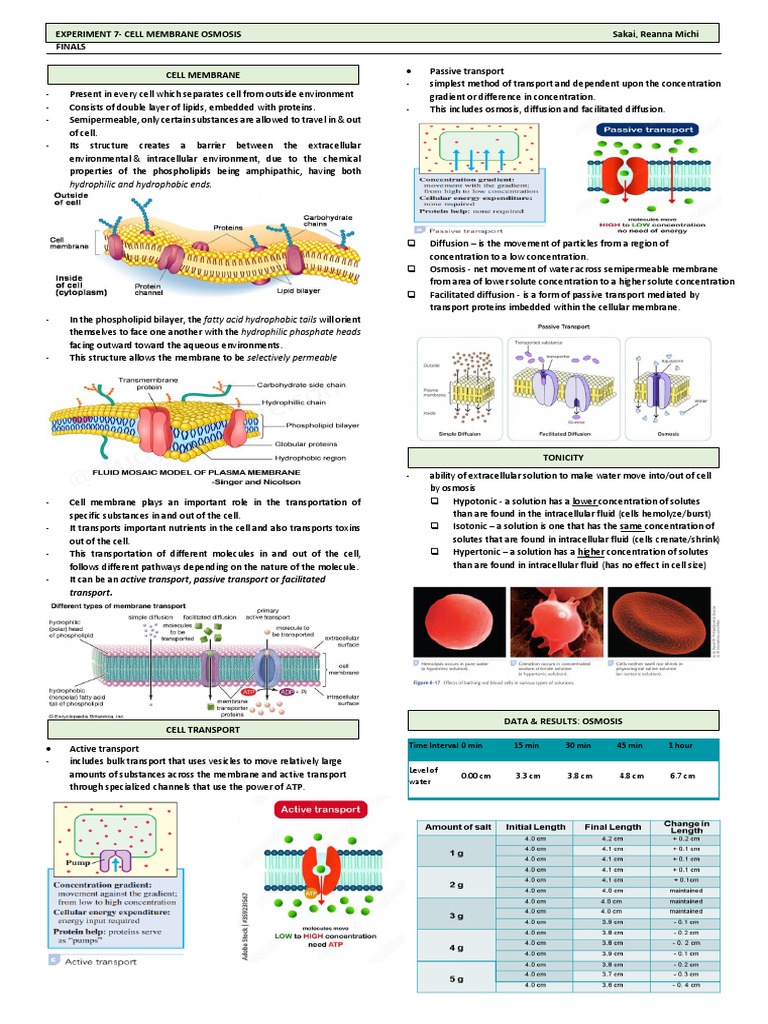 Experiment 7 - Cell Membrane Osmosis | PDF | Osmosis | Cell Membrane
