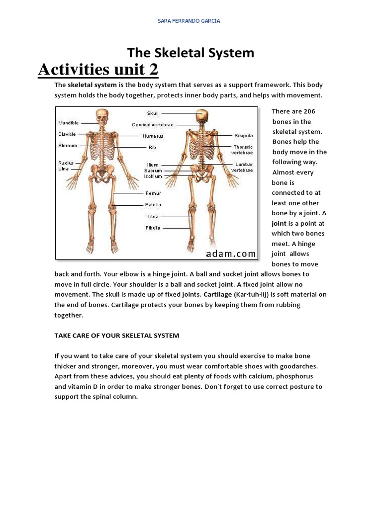 Activities Unit 2: The Skeletal System | PDF | Skeletal Muscle | Skeleton