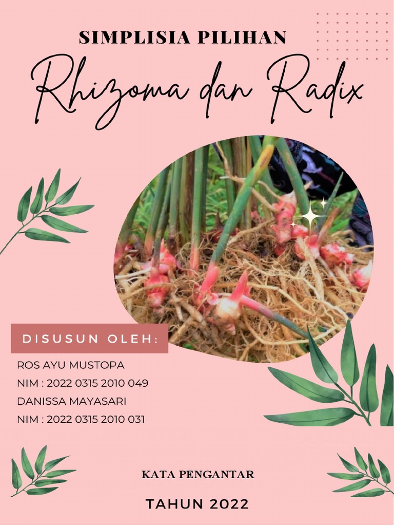 Fiks Modul Simplisia Pilihan Rhizoma Dan Radix | PDF