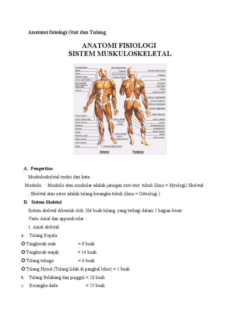 Anatomi Fisiologi Otot Dan Tulang 1 | PDF