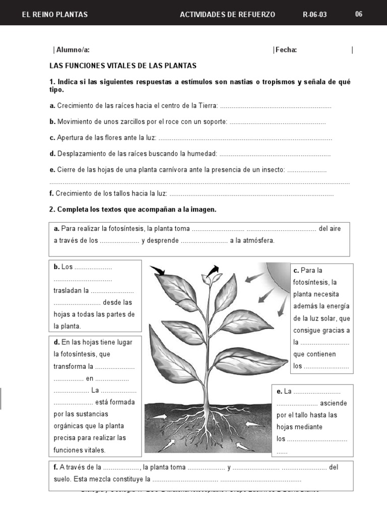 Las Funciones Vitales de Las Plantas | PDF | Plantas | Hoja