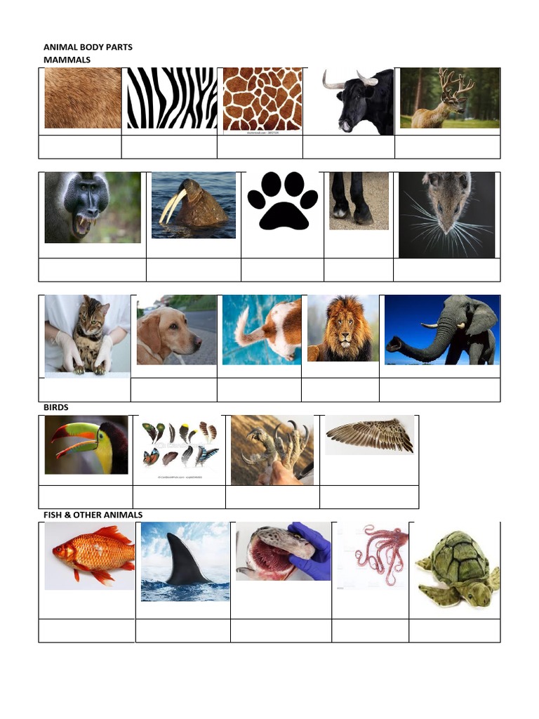 2 Animals Body Parts | PDF