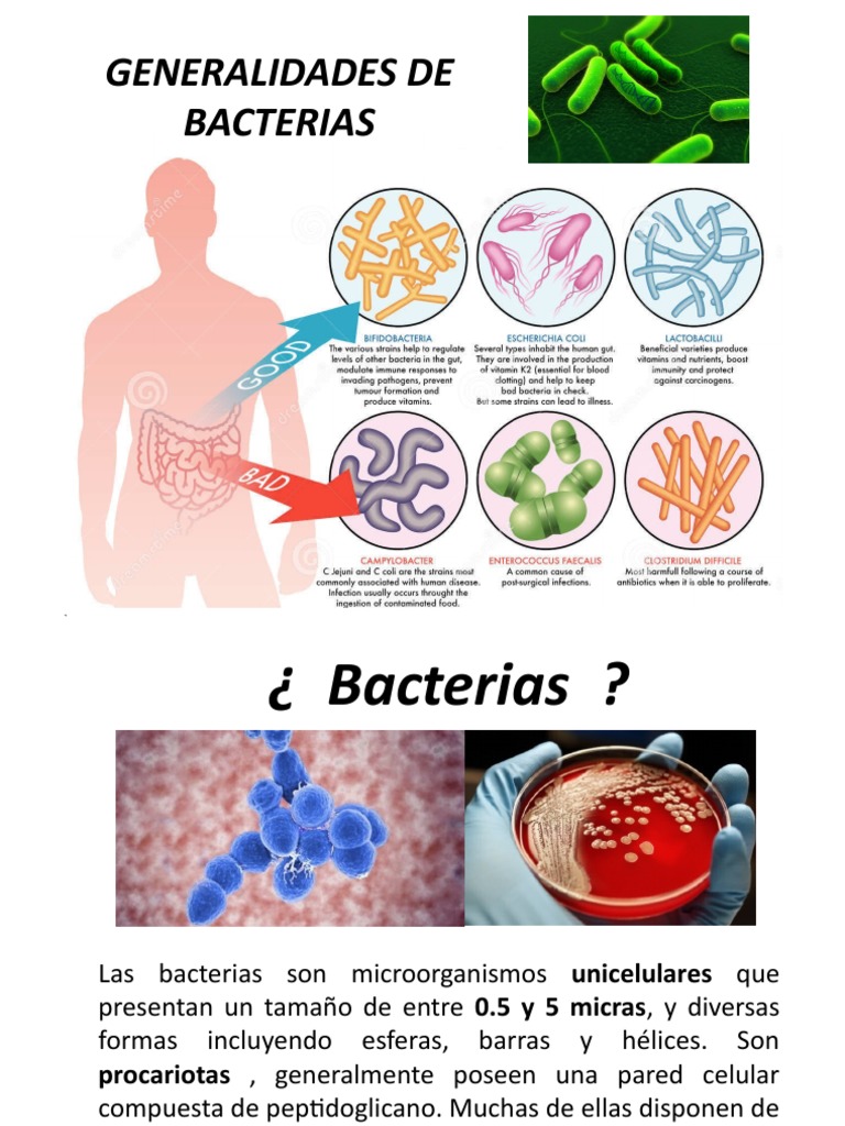 Generalidades de Bacterias | PDF | Las bacterias | Microorganismo