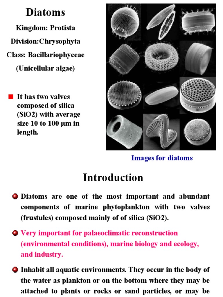 Structure and Ecology of Diatoms | PDF