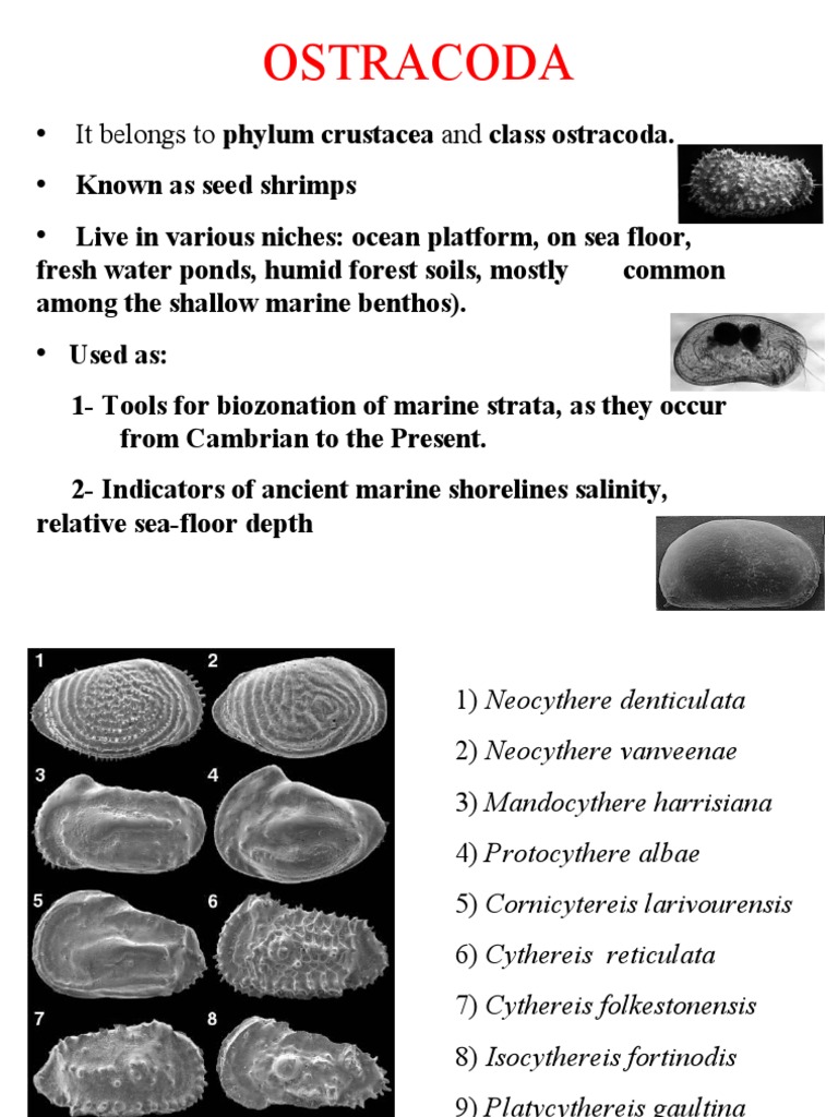 Ostracoda | PDF