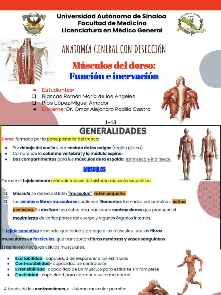 Musculos Del Dorso | PDF | La columna vertebral | Vértebra