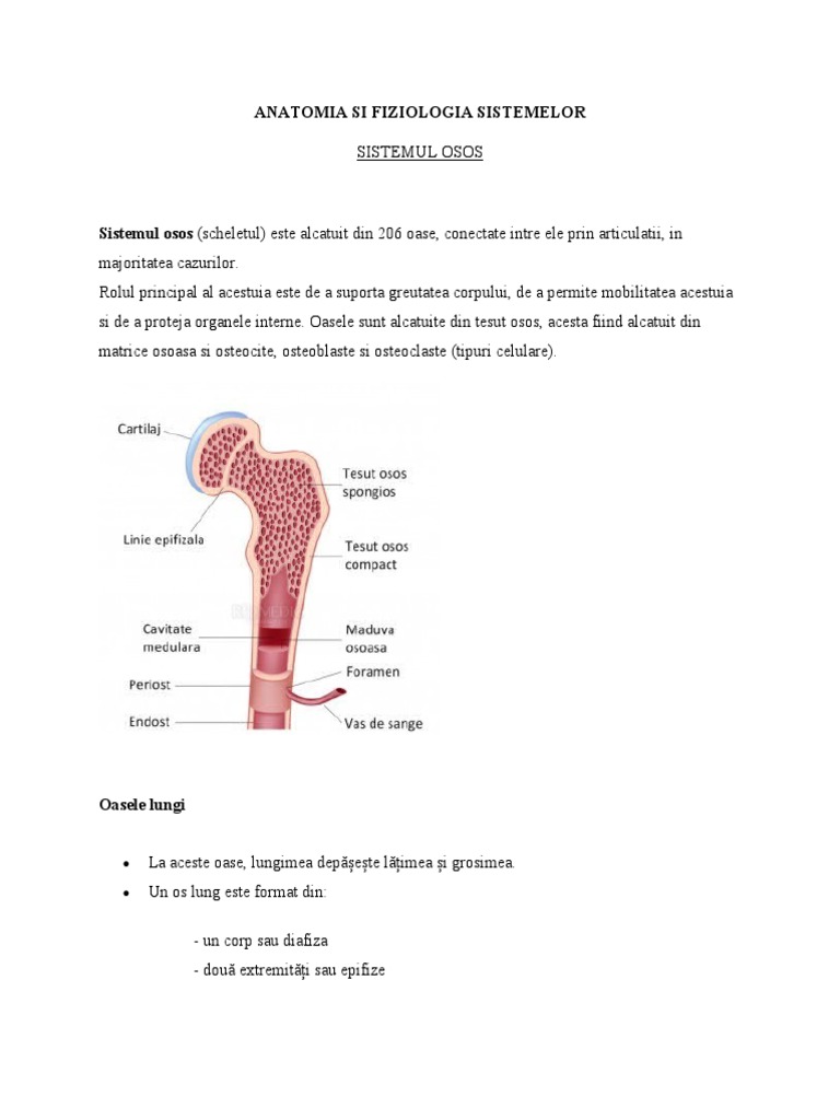 Curs 4 Anatomie - Sistemul Osos | PDF