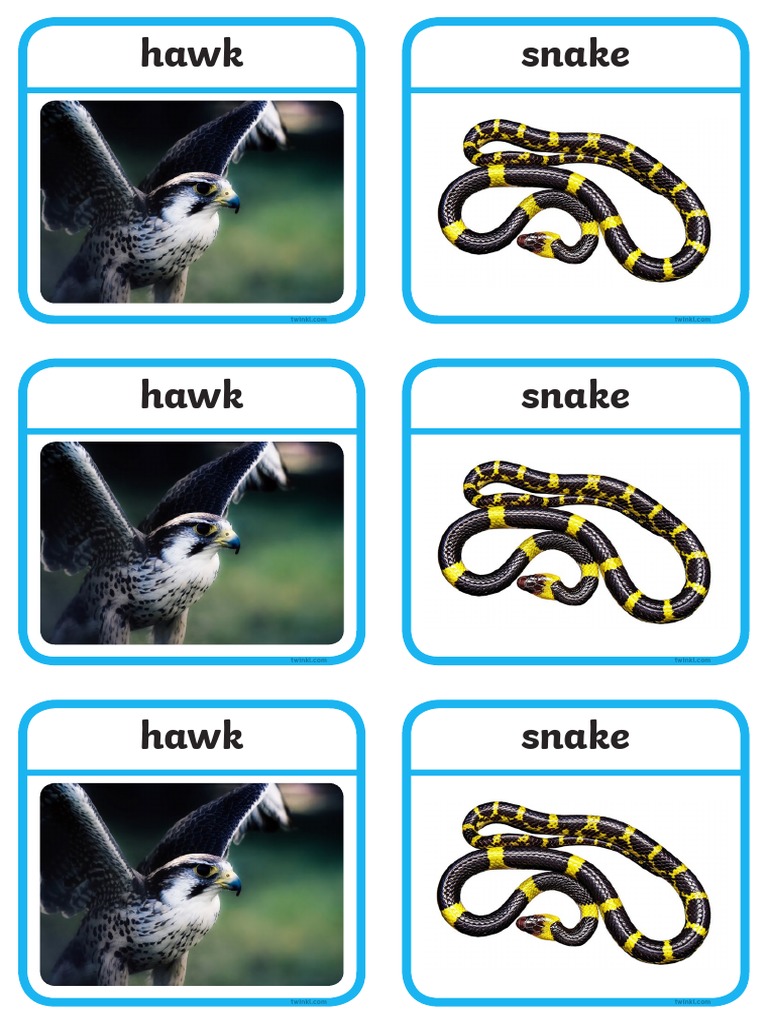 Animal and Food Matching Cards | PDF