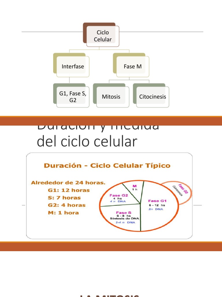 Esquema del Ciclo Celular y Mitosis | PDF | Mitosis | Cromosoma