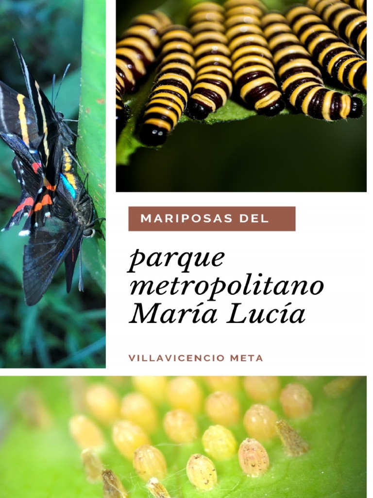 Libro Mariposas | PDF | Biodiversidad | Entorno natural