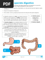 Sopa de Letras. Aparato Digestivo | PDF