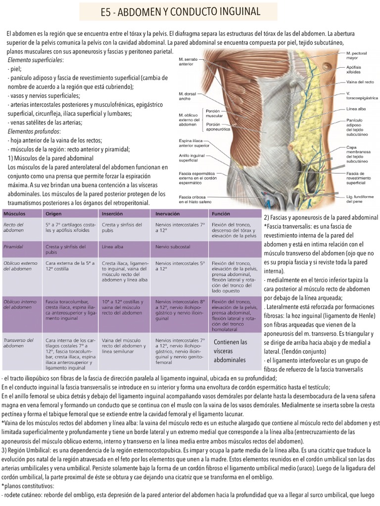TP5 ABDOMEN I (Peritoneo) | PDF | Abdomen | Peritoneo