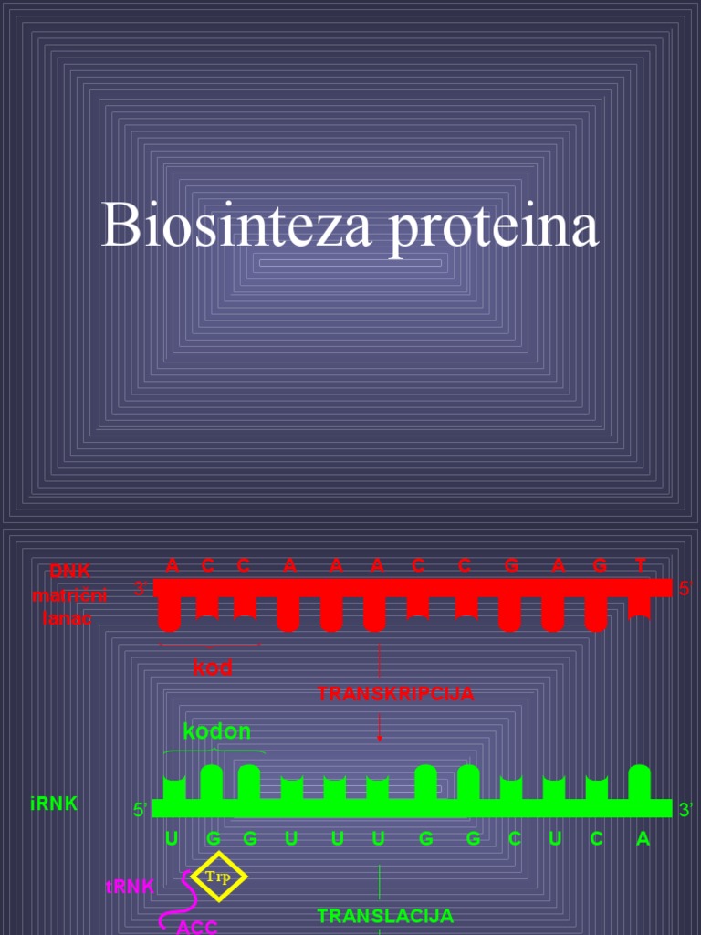 Biosinteza Proteina Genetski Nivo | PDF