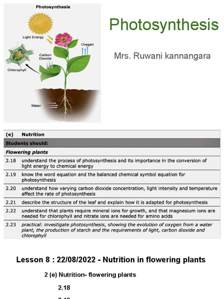 Photosynthesis | PDF | Stoma | Leaf