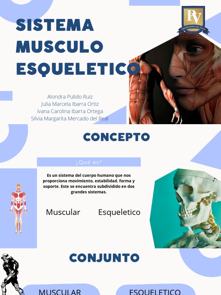 Sistema Musculo Esqueletico Pdf Músculo Esquelético Esqueleto