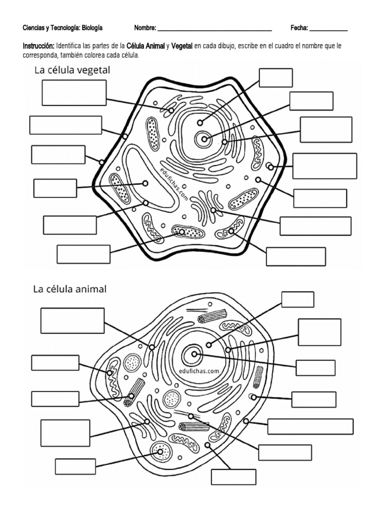 Actividad Celulas Vegetal y Animal | PDF | Biología Celular) | Citoplasma