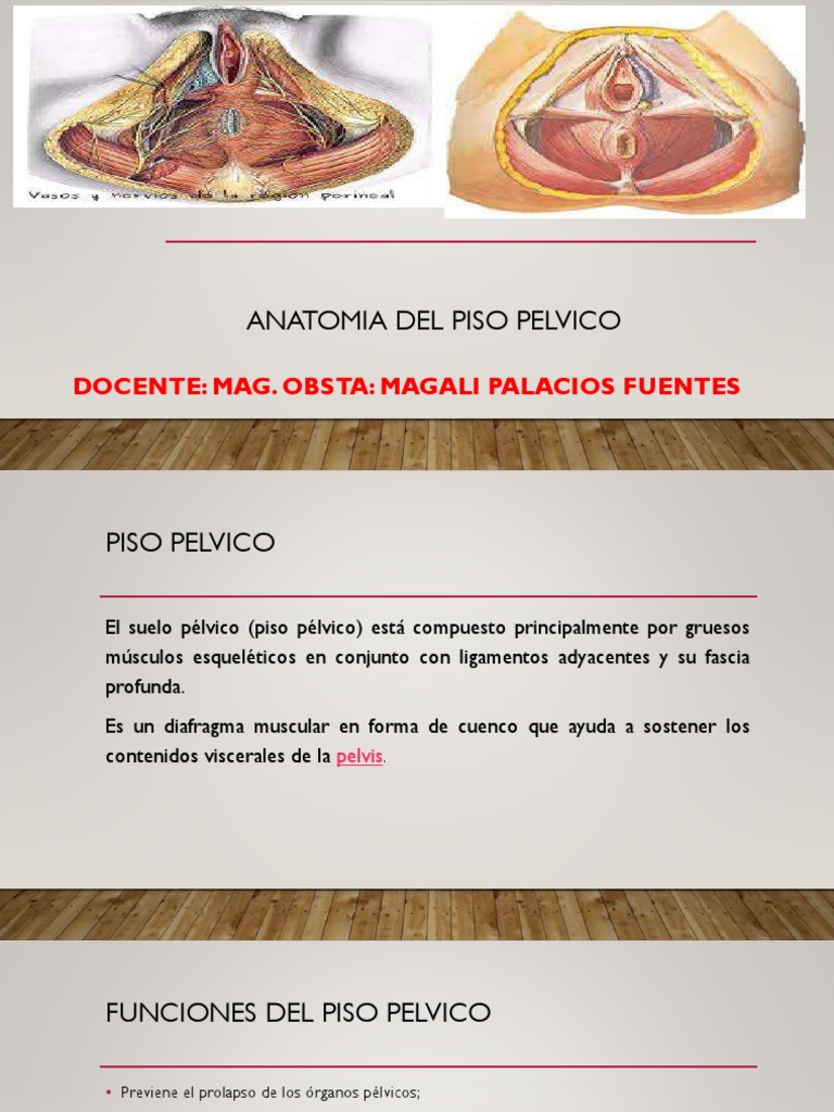 Anatomia Delp I So Pelvic o | PDF | Pelvis | Anatomía humana