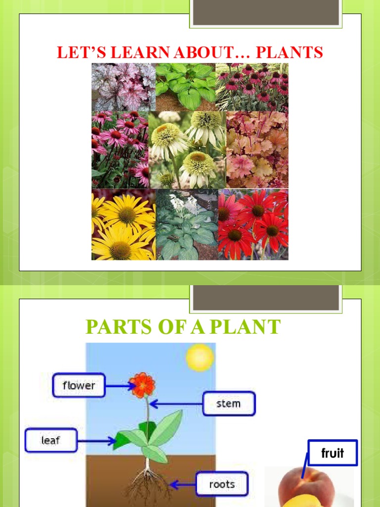 Parts of Plants Roots Stem Leaf Flower Fruit Seeds | PDF