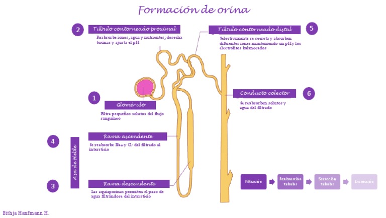 Formación de Orina | PDF