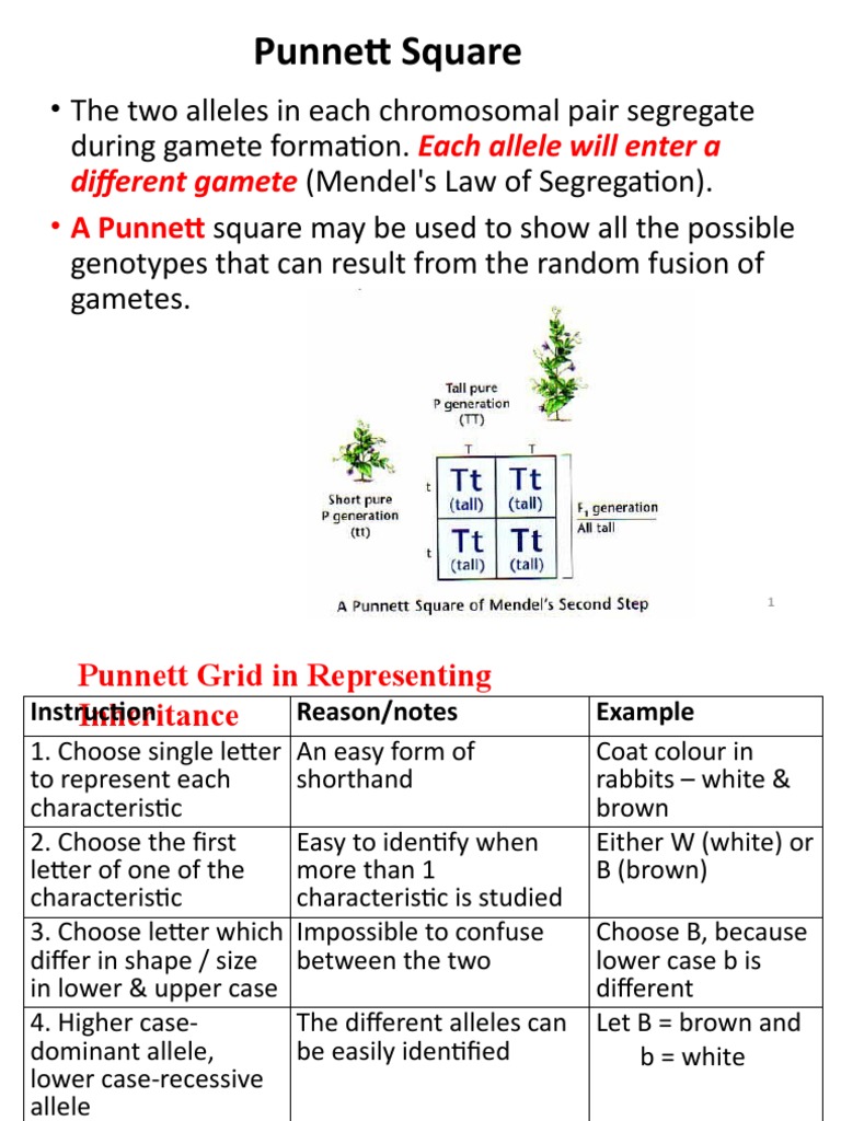 Punnett Square | PDF | Genotype | Dominance (Genetics)