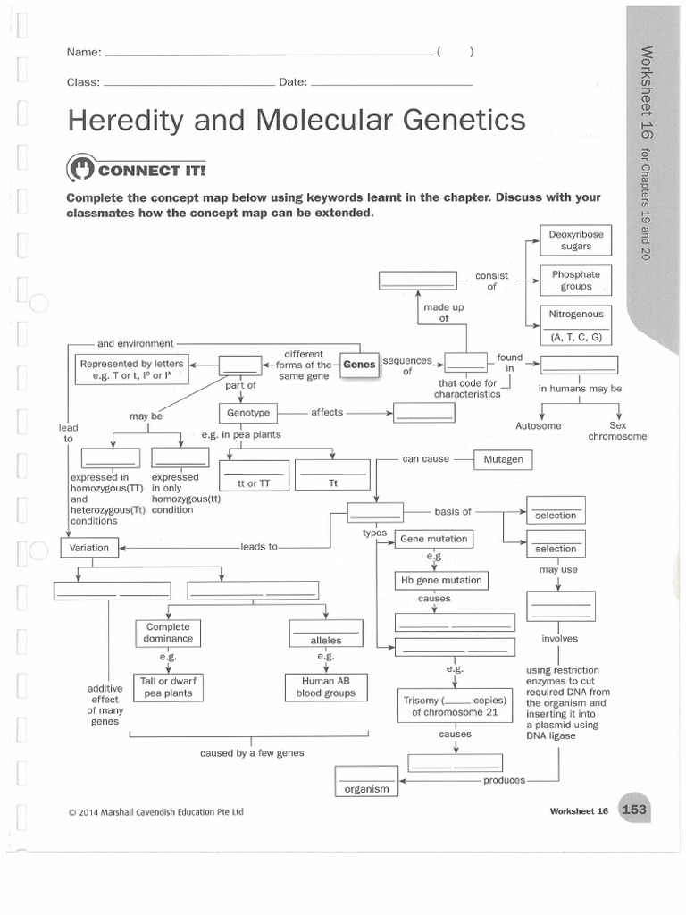 Topic 17-18 Heredity and Molecular Genetics WB16 Questions | PDF | Zygosity | Dominance (Genetics)