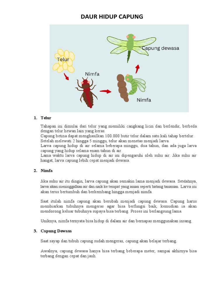 Daur Hidup Capung | PDF