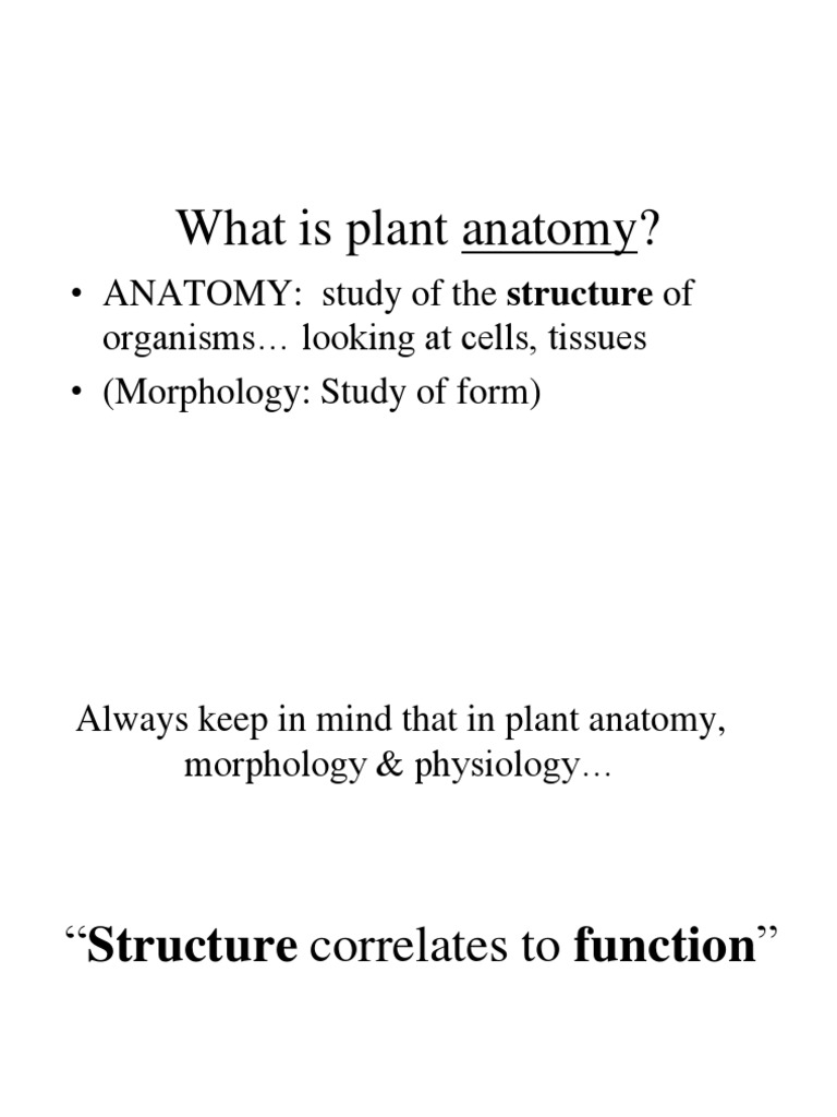 Botany Plant Anatomy SEM II H SEM I G | PDF | Plant Stem | Leaf