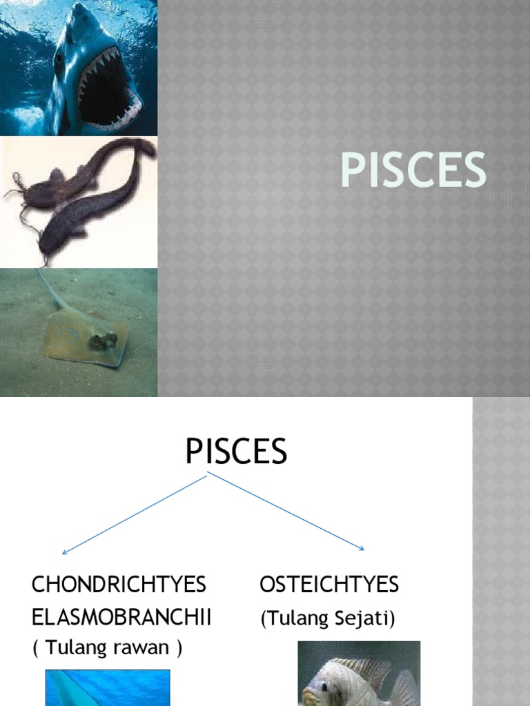 Pisces | PDF