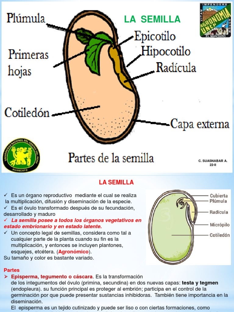 Partes y funciones de la semilla | PDF | Semilla | Germinación