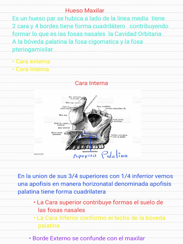 Hueso Maxilar Superior | PDF